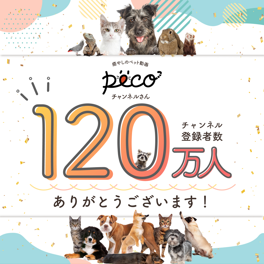 「Peco」のYouTubeチャンネル登録者数が120万人突破！ | 株式会社PECO（ペコ）